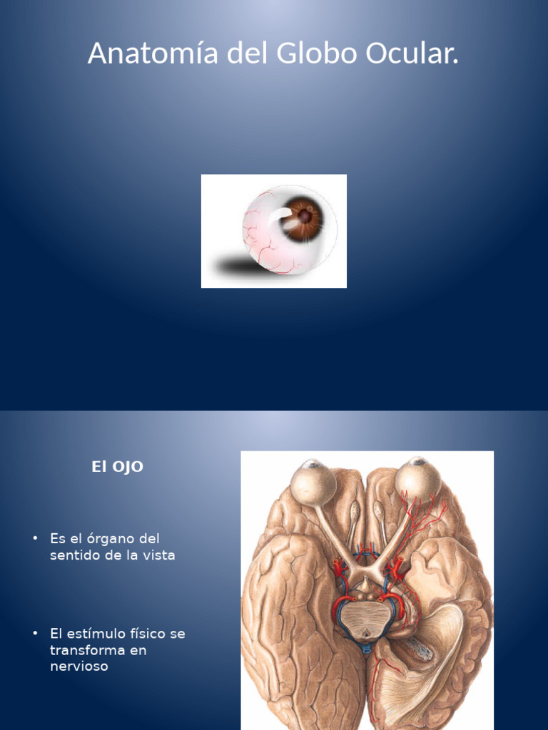 02anatomía Del Globo Ocular 1 para Entorno | PDF | Ojo humano | Órganos sensoriales