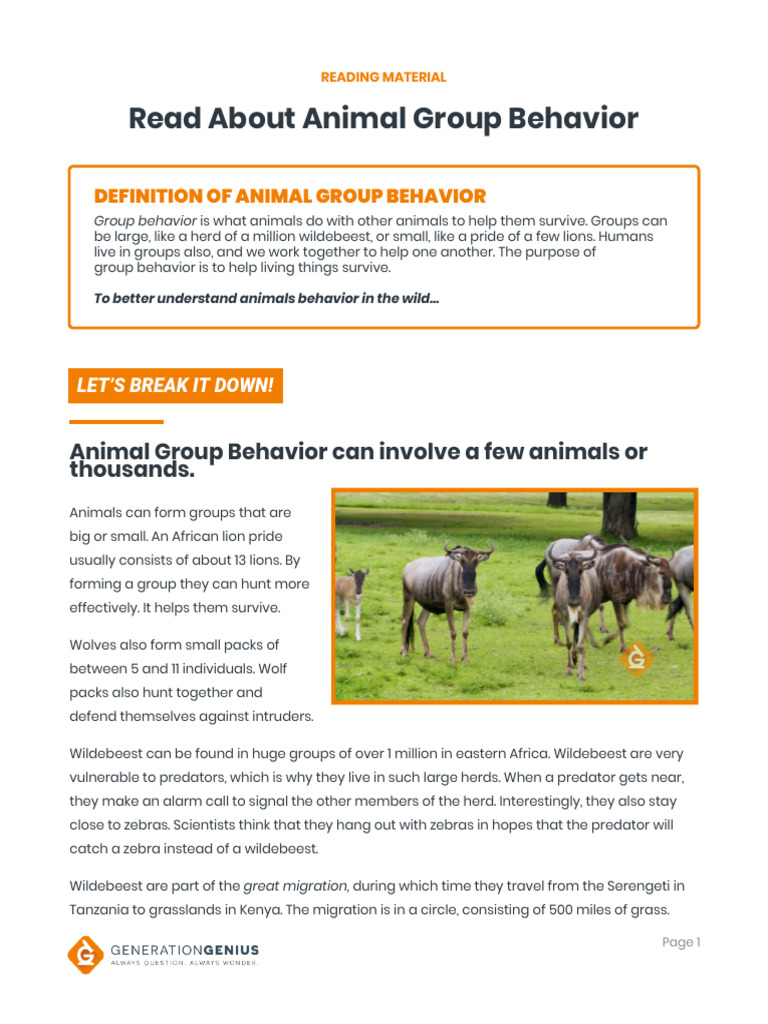 Animal Group Behavior Reading Material Grades 3 5 | PDF | Bees | Ant
