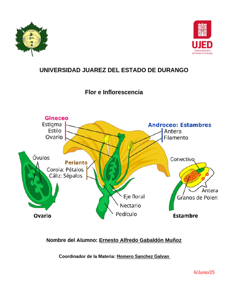 Resumen Flor e Inflorescencia EAGM | PDF | Flores | Plantas