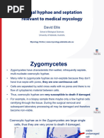 Septate Hyphae | PDF | Fungus | Organisms