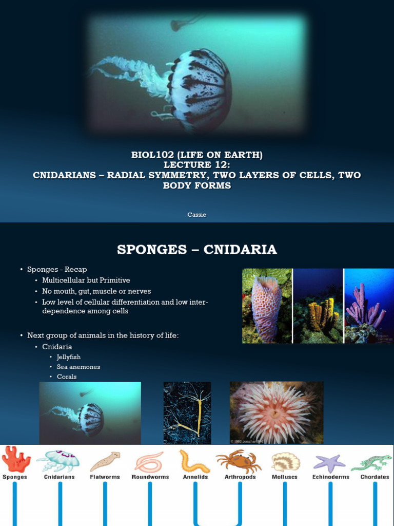Lecture 12 Cnidarians Radial Symmetry and Two layers of Cells | PDF ...