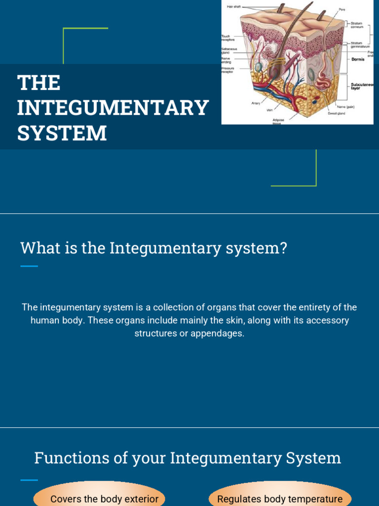 Mt13 4 - Integumentary System | PDF | Integumentary System | Skin