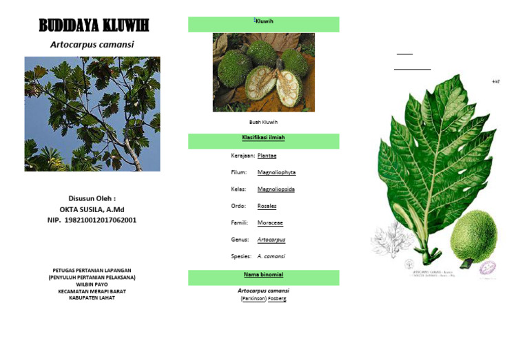Budidaya Kluwih: Artocarpus camansi | PDF