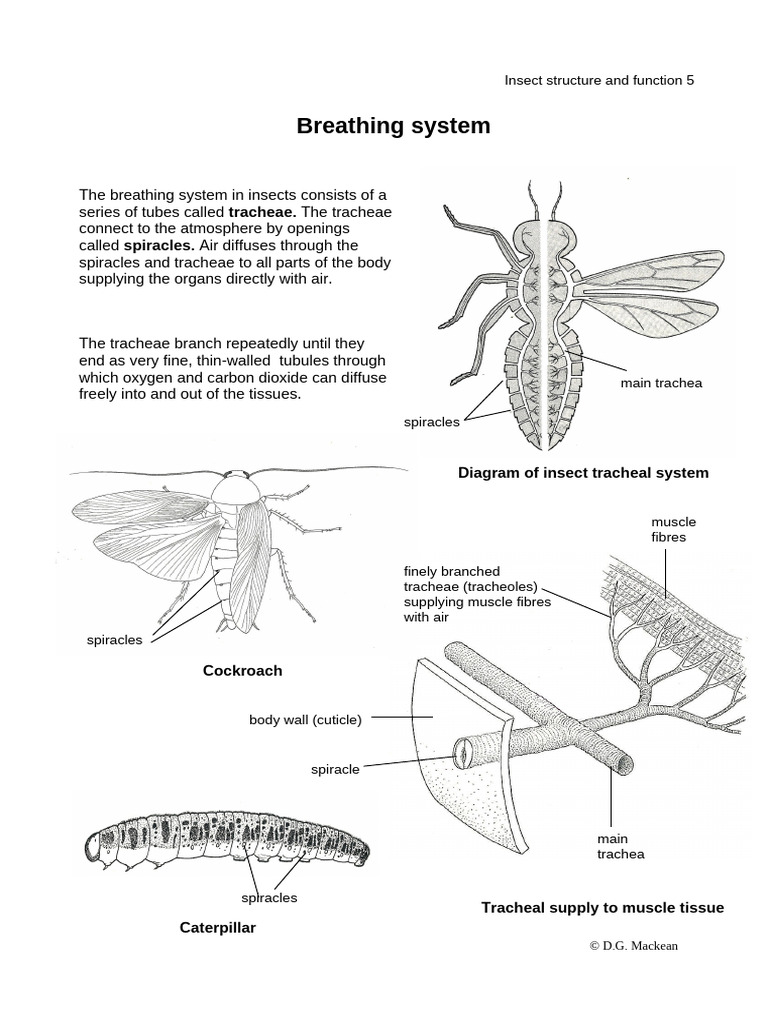 Insect Structure 05 | PDF