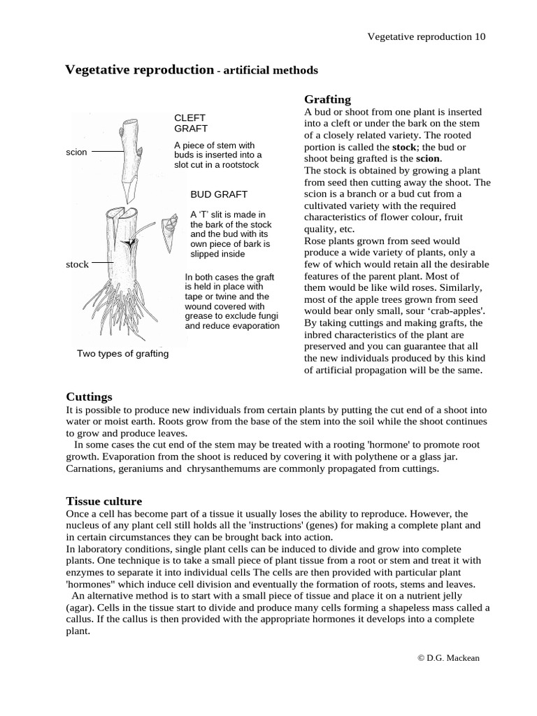 Methods of Vegetative Reproduction | PDF | Grafting | Agriculture