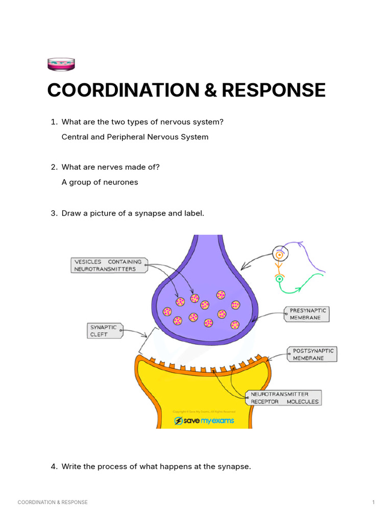 Coordination & Response Quiz Answers | PDF | Chemical Synapse | Synapse
