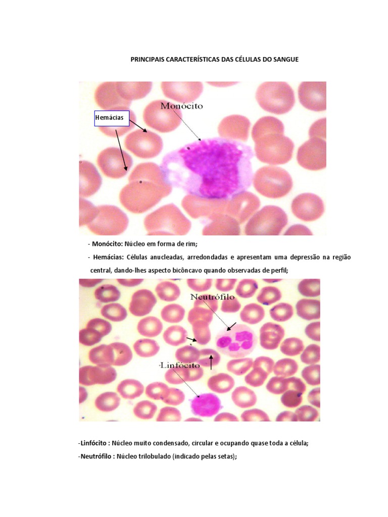 PRINCIPAIS CARACTERÍSTICAS DAS CÉLULAS DO SANGUE