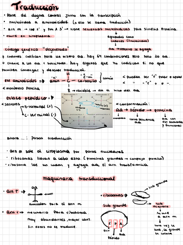 Traduccion | PDF | Codigo genetico | Traducción (biología)