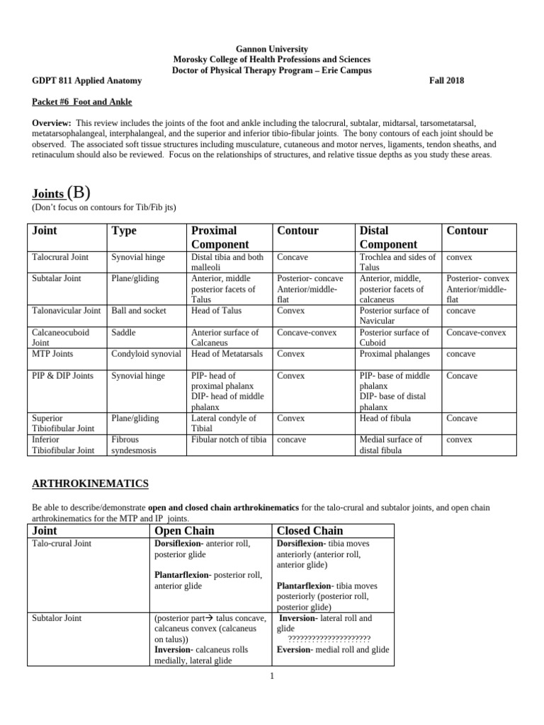 Foot and Ankle Lab packet Gannon University | PDF | Human Leg | Ankle