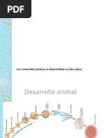 Etapas del Desarrollo Embrionario Animal | PDF | Zoología | Ciencias de ...