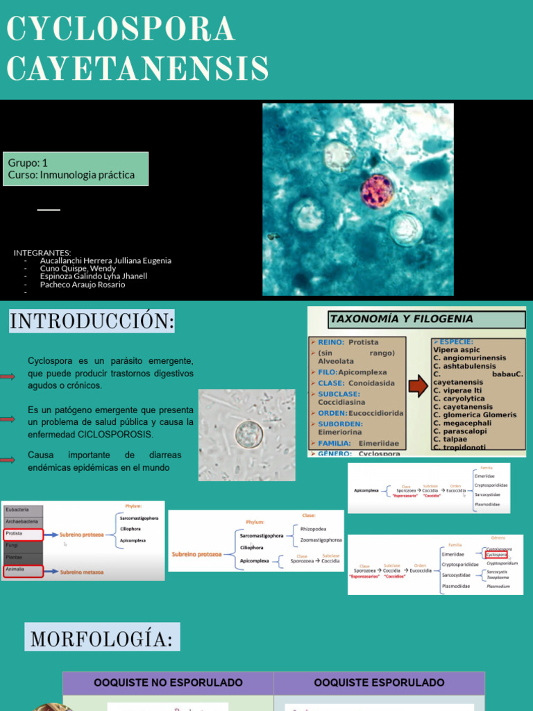 Ciclospora Cayetanensis | PDF | Inmunología | Enfermedades y trastornos