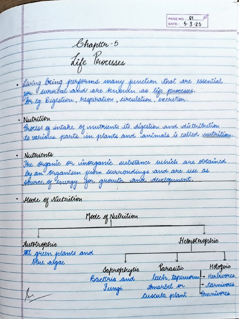 Life Processes Handwritten Notes | PDF | Digestive System | Liver
