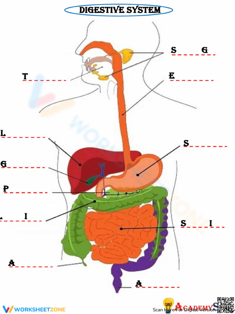 Label The Digestive System | PDF