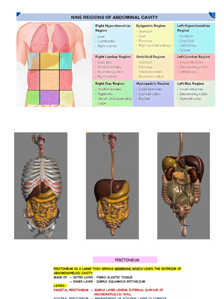 Abdomen 01 Lect Notes | PDF
