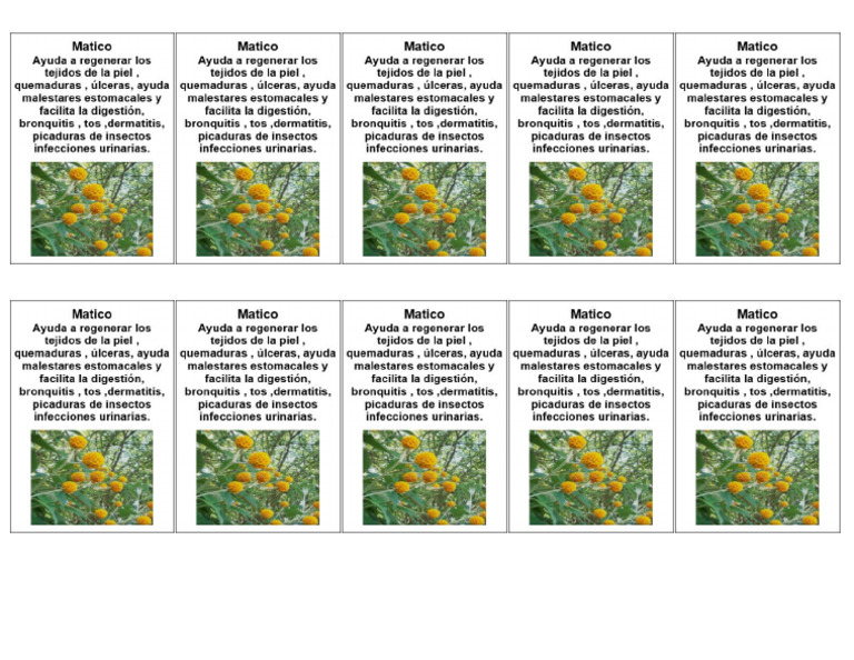 Matico | PDF