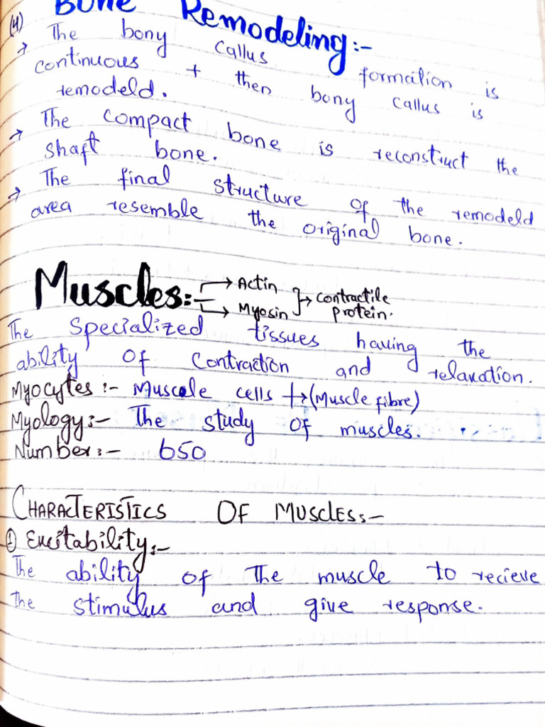 Muscle | PDF