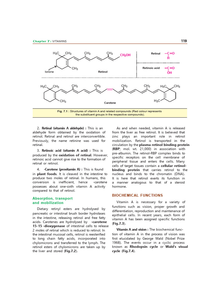 Vision - Wald's Cycle | PDF | Retinal | Vitamin A