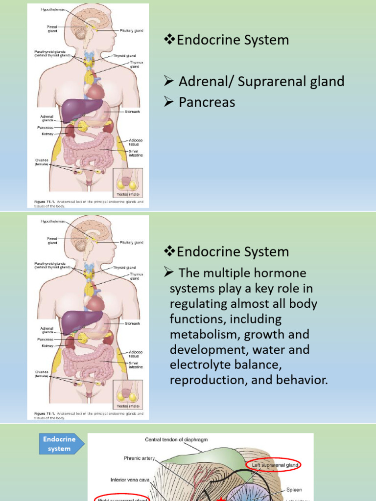 Endocrine System Adrenal and Pancreas | PDF | Pancreas | Adrenal Gland