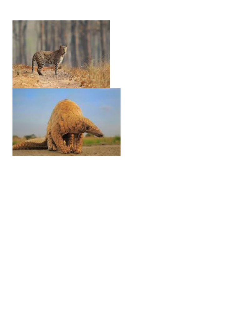 Mammals S | PDF