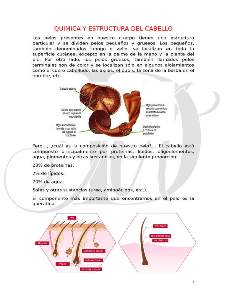 Química y Estructura del Cabello | PDF | Sistema tegumentario