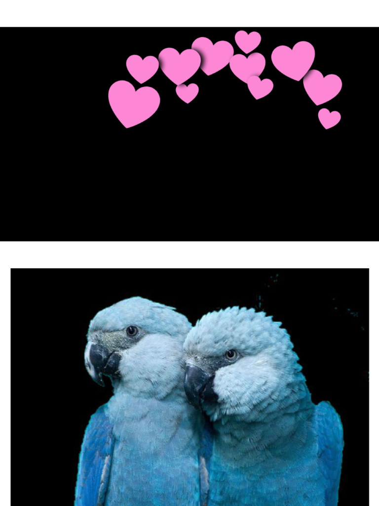 Image To PDF 20250815 10.31.28alightaeuser | PDF