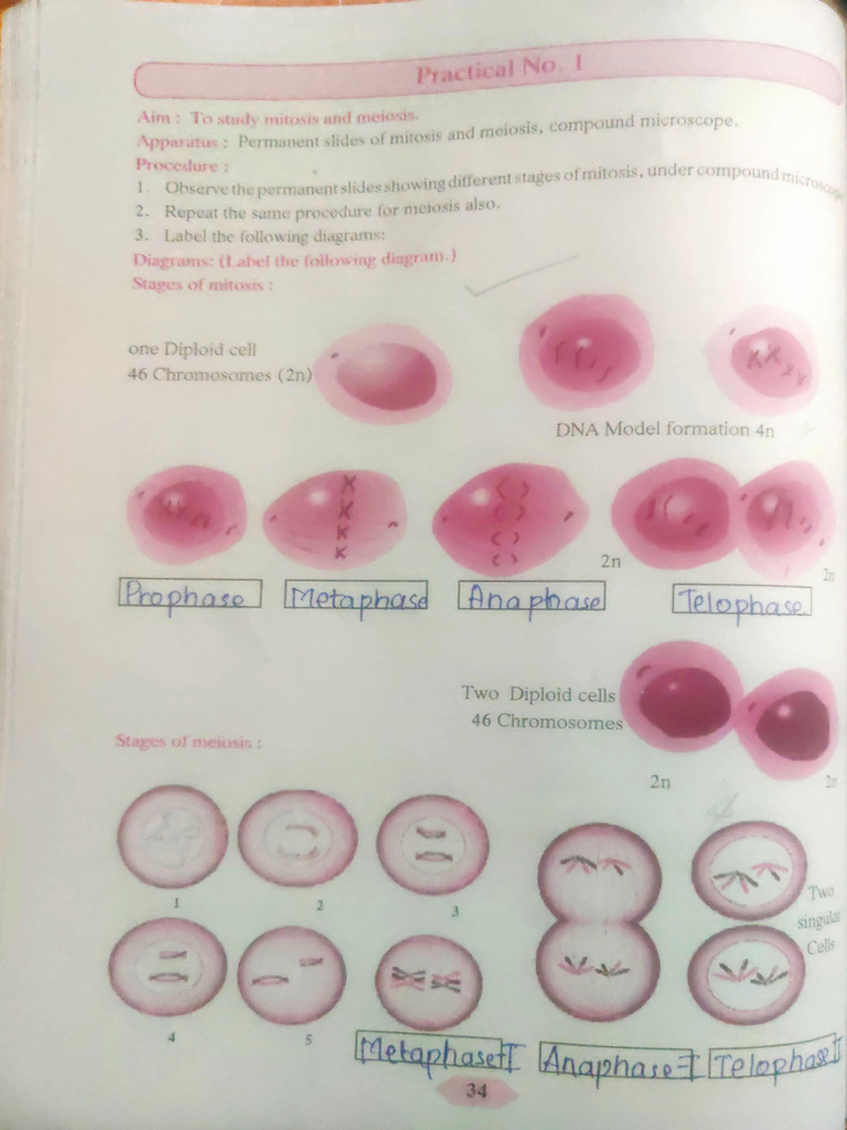 STD X Science 2 Journal | PDF