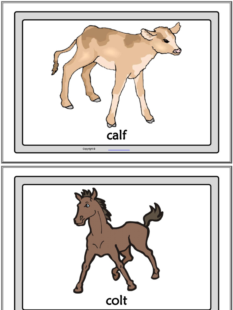 Baby Animals Vocabulary Esl Printable Flashcards With Words For Kids | PDF
