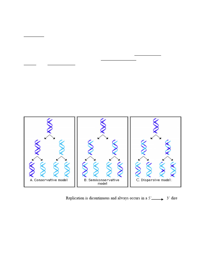 Replication, Transcription, Translation. | PDF | Ribosome | Dna Replication