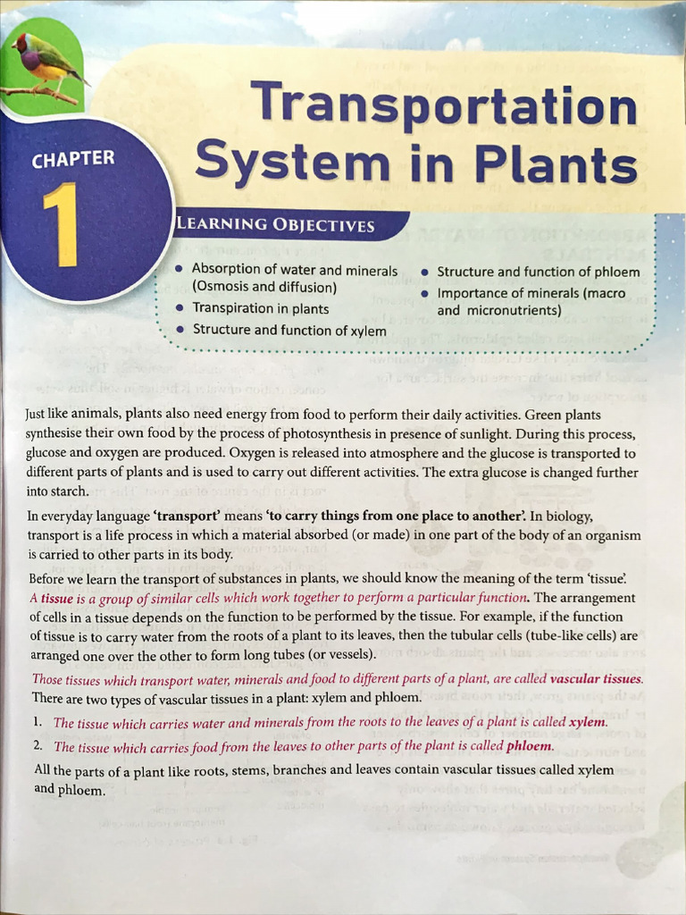 Transport System in Plants | PDF