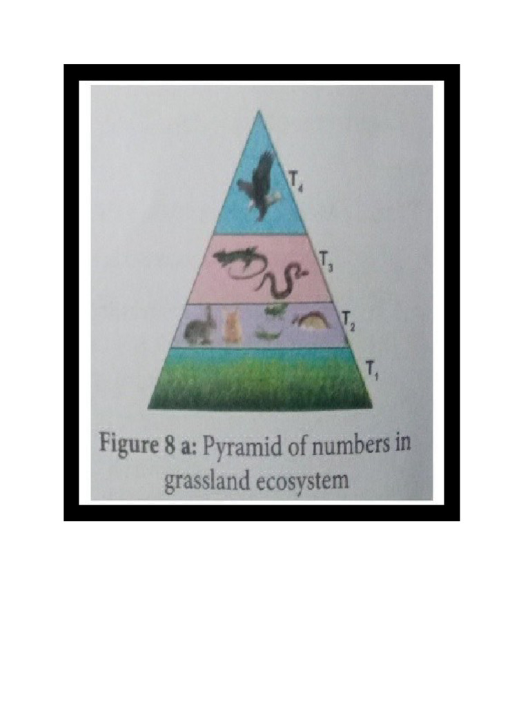 Botany Record PDF | PDF