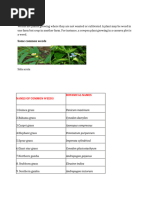 Weed Identification and Chemical Control. | PDF | Plants | Horticulture