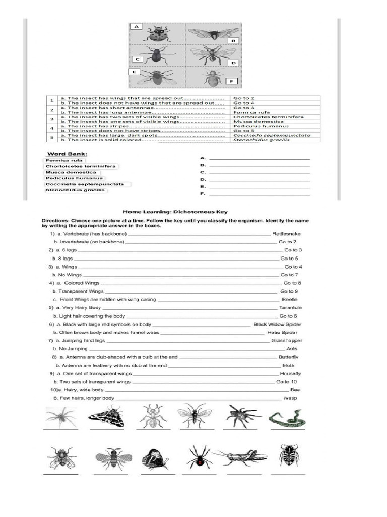 Dichotomous Key | PDF