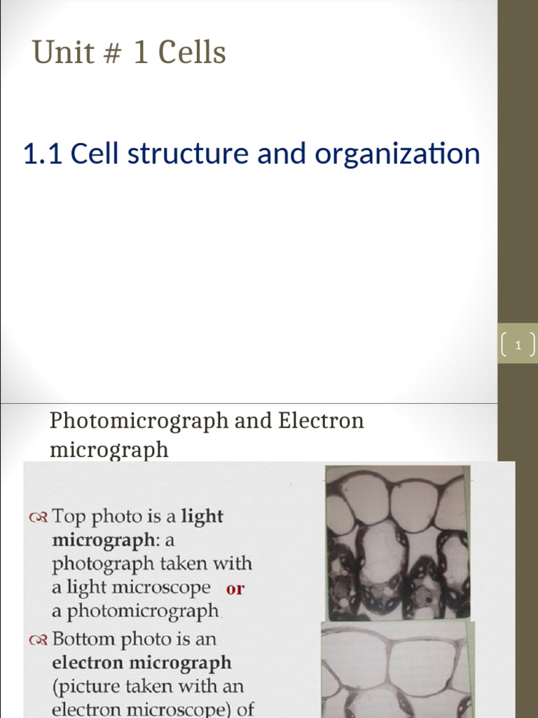 Understanding Cell Structure and Function | PDF | Cell (Biology ...