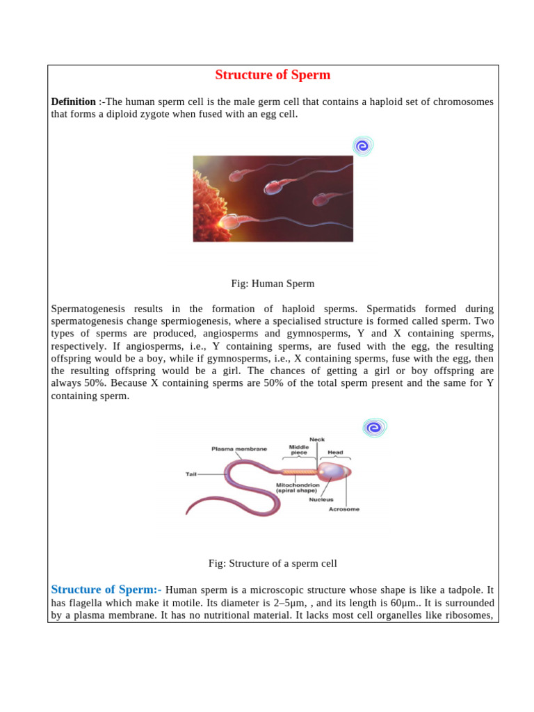 Structure of Human Sperm Cell | PDF | Sperm | Fertilisation