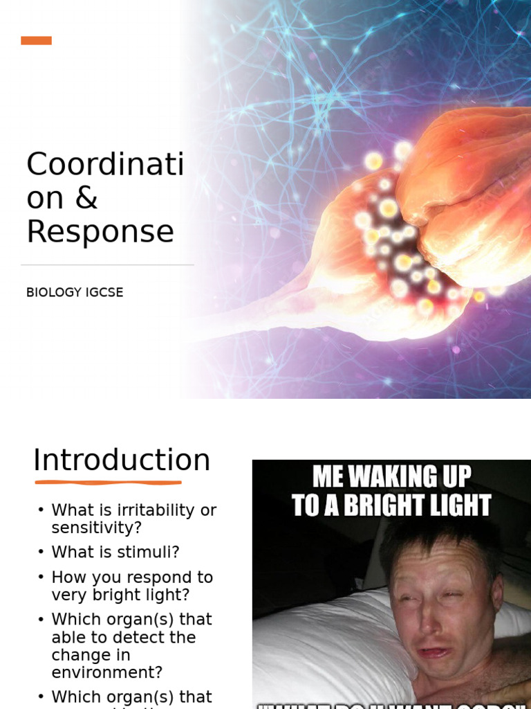 Nervous System Coordination & Response | PDF | Nervous System | Neuron