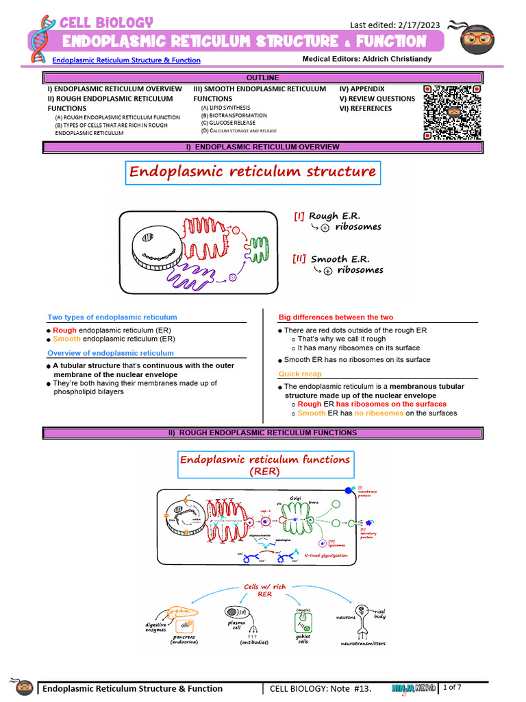 Cell Biology Basics 003 Endoplasmic Reticulum Structure | PDF ...