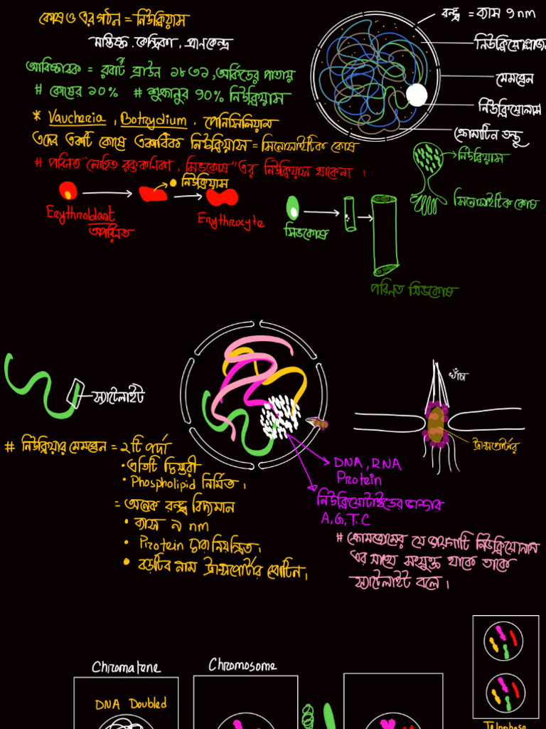 Cell and Structure Note 13 | PDF