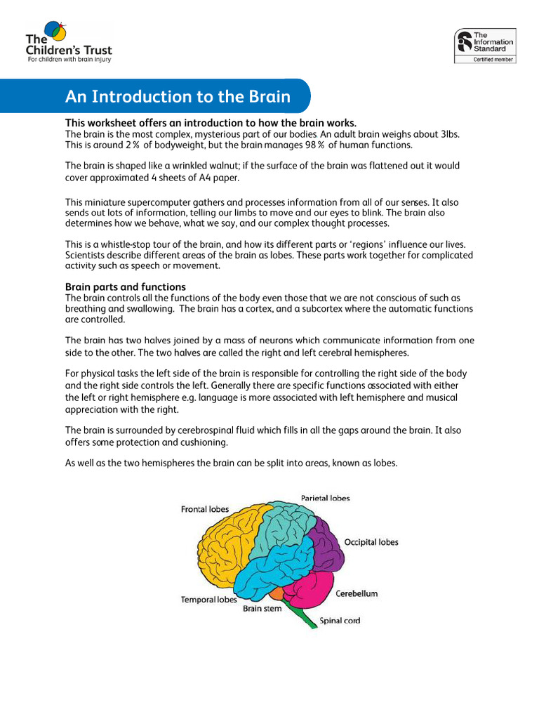 Brain Intro Pdf