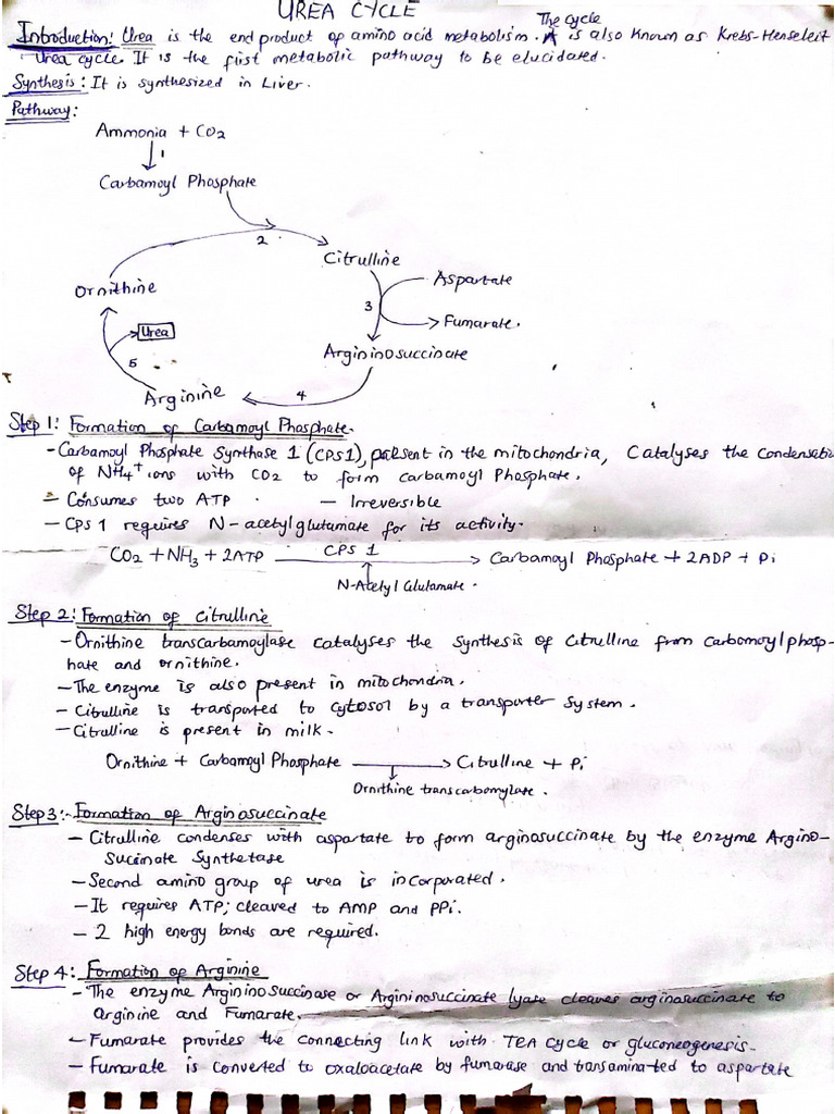 Urea Cycle | PDF