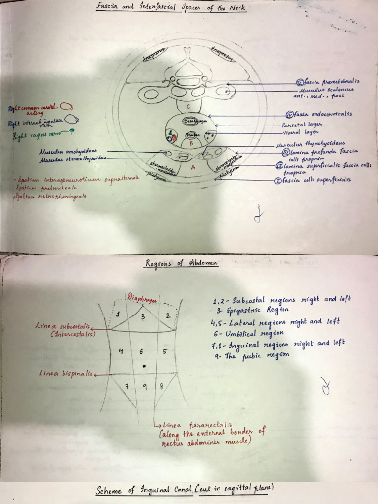 OM KUMAR SAHOO Anatomy Schemes | PDF