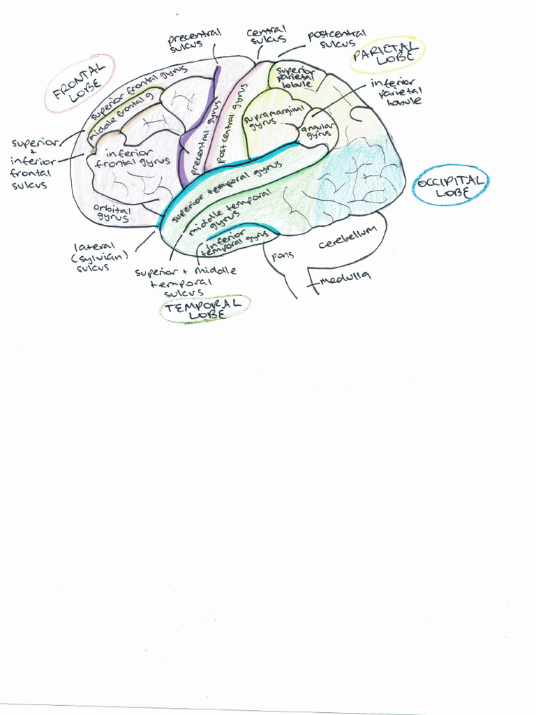 Brain Anatomy Diagram | PDF