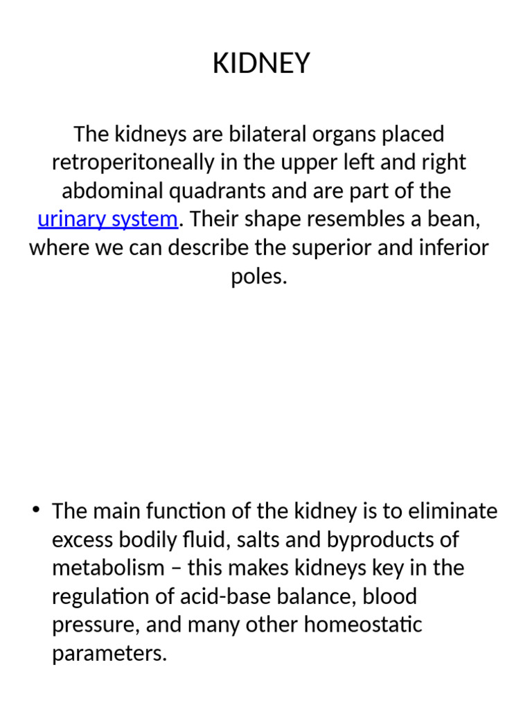 Kidney Anatomy and Functions Overview | PDF | Kidney | Abdomen