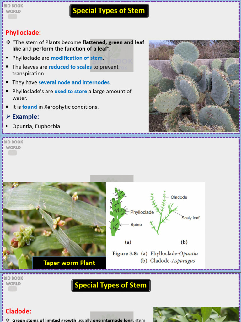 Special Types of Stem | PDF