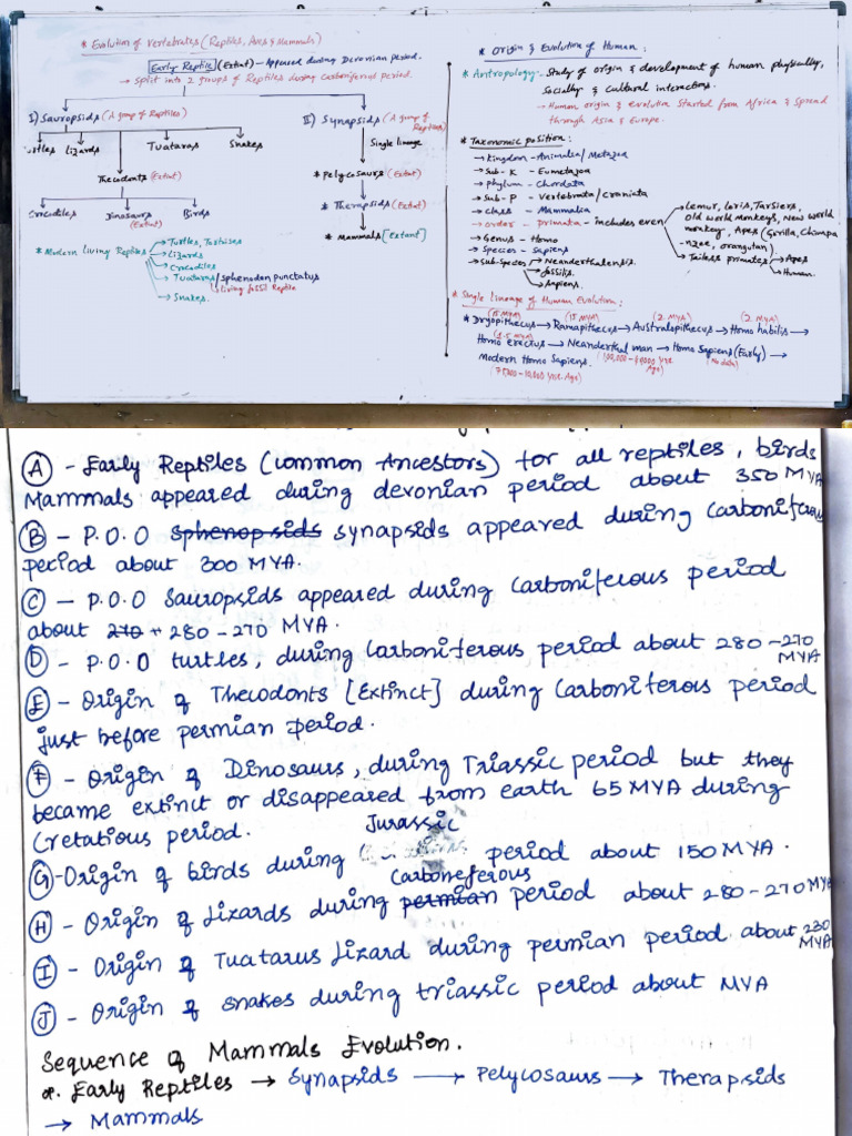 Vertebrates & Human Evolution | PDF