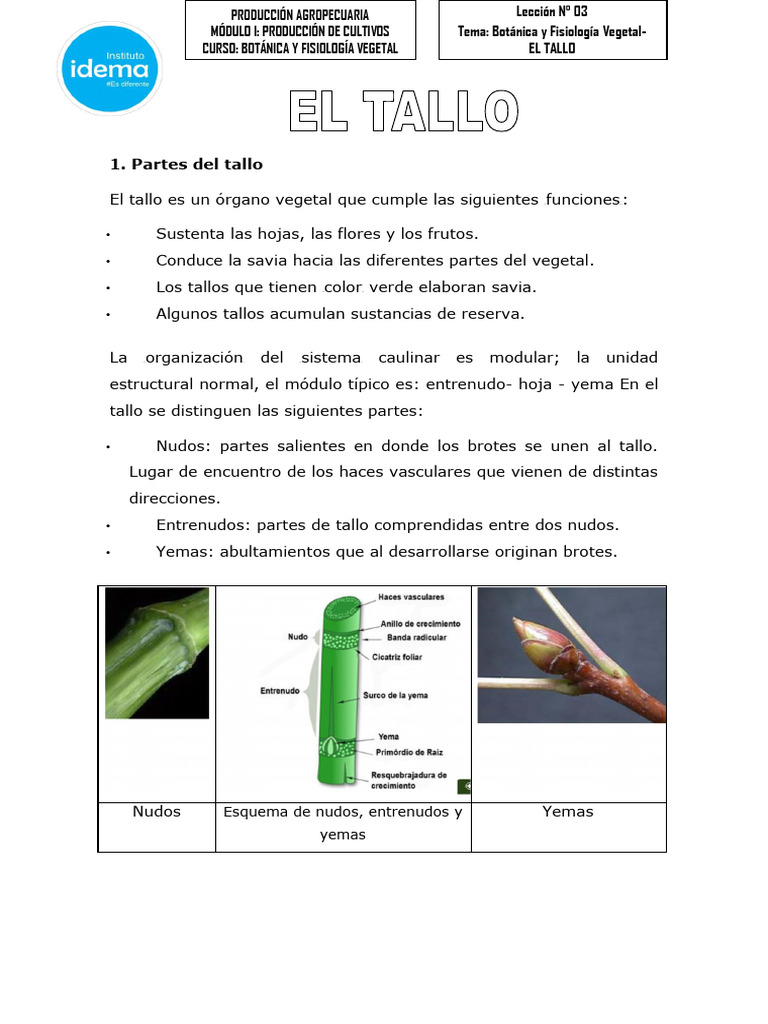 Estructura y Funciones del Tallo Vegetal | PDF | Tallo de la planta | Raíz