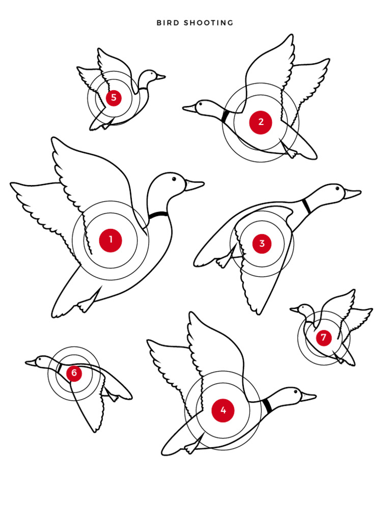 Target Birds | PDF