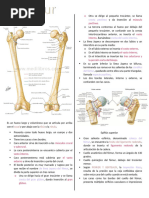 Anatomía del Fémur: Descripción y Partes | PDF | Sistema ...