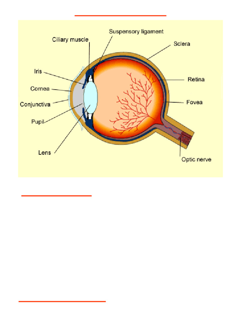 Light-Human Eye and The Colourful World | PDF | Eye | Sunset