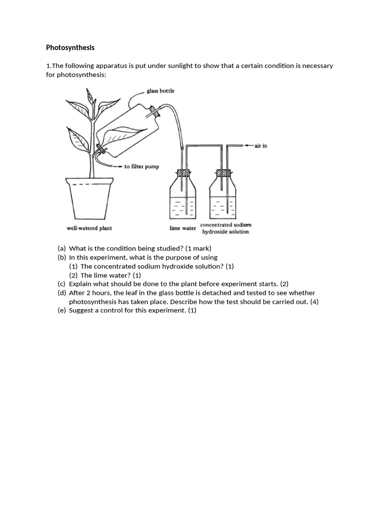 Photosynthesis Experiment and Analysis Guide | PDF | Photosynthesis | Leaf
