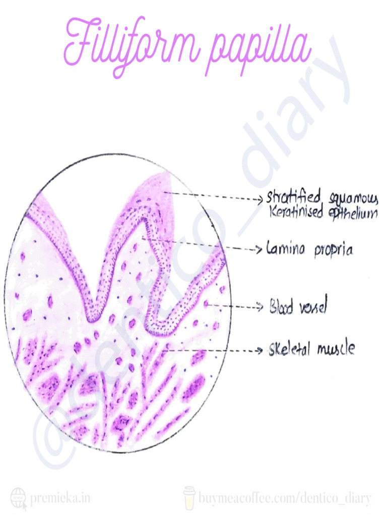 Filliform Papilla - 20250716 - 092423 - 0000 | PDF